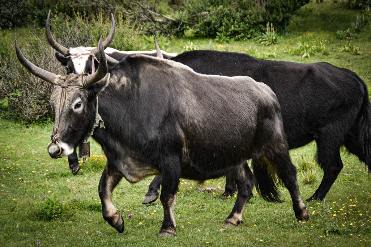 Shika 4400 - english | Caravane Liotard